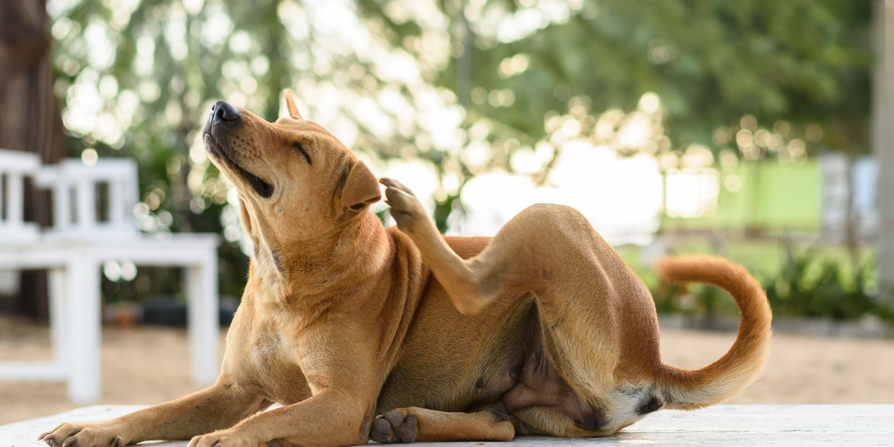 Why Is My Dog Always Scratching? 6 Common Causes & Solutions – Field Day